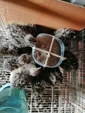 Перепела несушки 9 штук