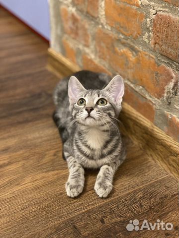 Котёнок роскошная девочка
