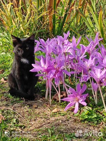 Котенок 4 месяца