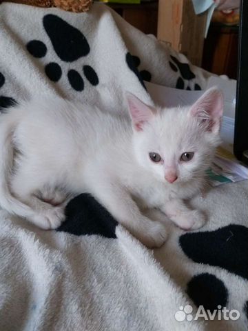 Котёнок белый без породы