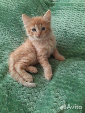 Рыжий котёнок мальчик 1,5мес