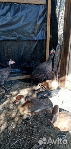 Продам черных Австролийских цесарок