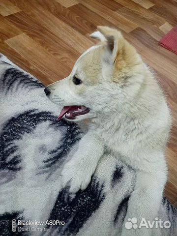 Щенок девочка 2, 5 месяца