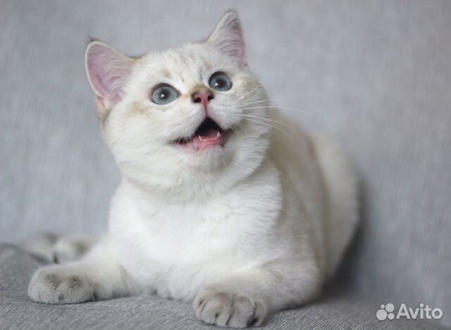 Золотой пойнт, шиншилла, мальчик