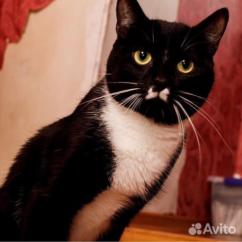 Особенный котик в самые добрые руки
