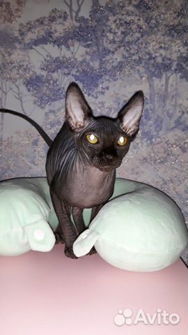 Канадский сфинкс