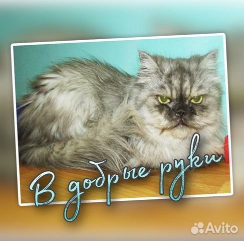 Красавица Афродита в поисках дома