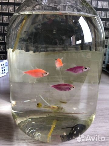 Аквариумные рыбки бесплатно