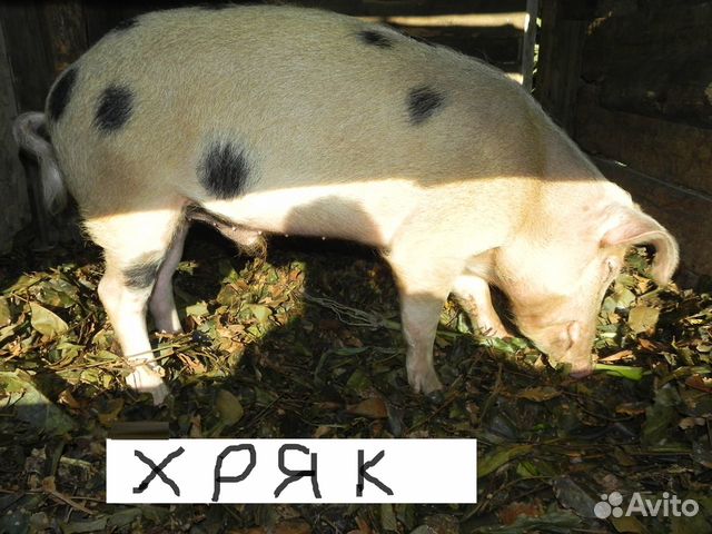 Хряк на племя или обмен