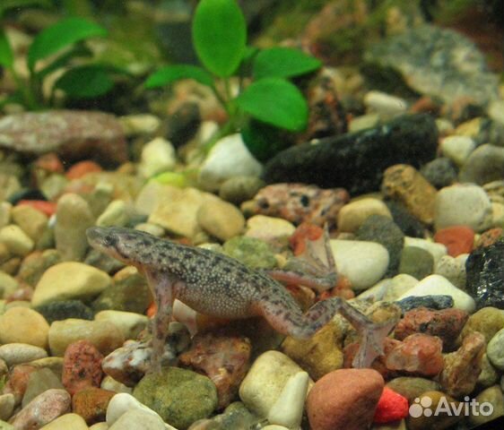 Гименохирус карликовая лягушка