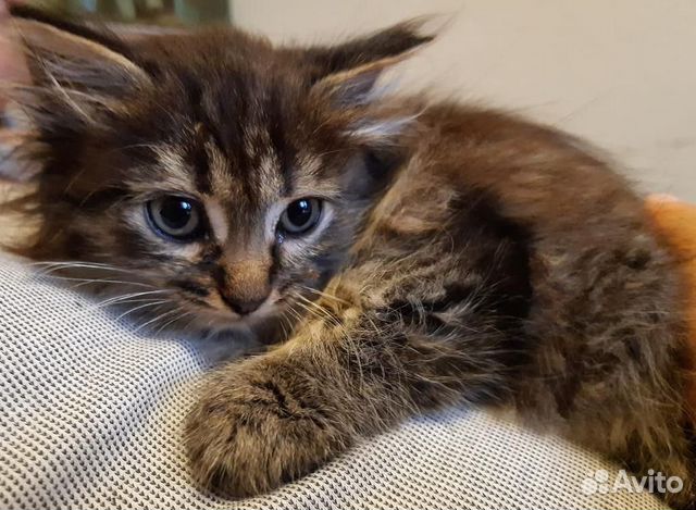 Отдам даром игривых котят