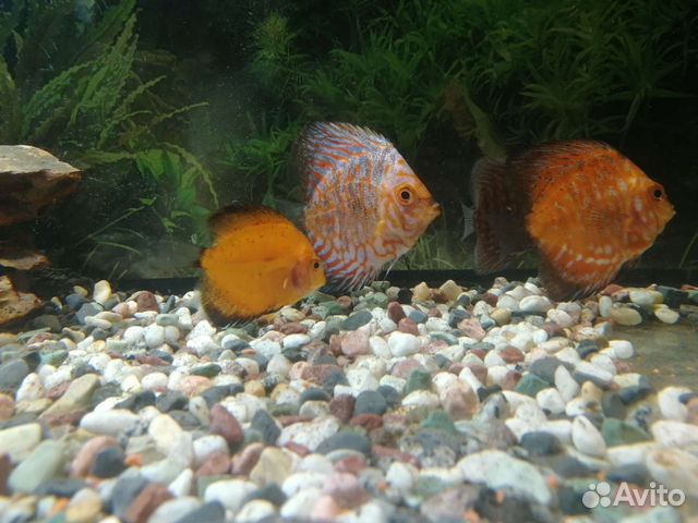 Аквариум с дискусами