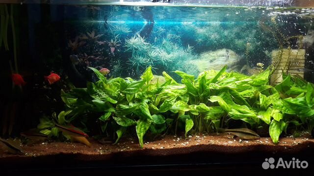 Аквариум на 200 л. растения, рыбки, криветки