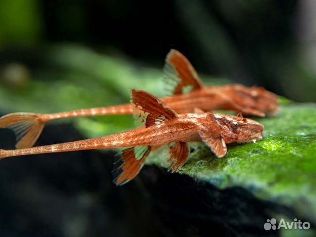 Лорикария красная в акватропике