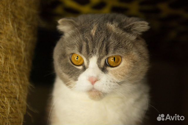 Люсьен ищет дом