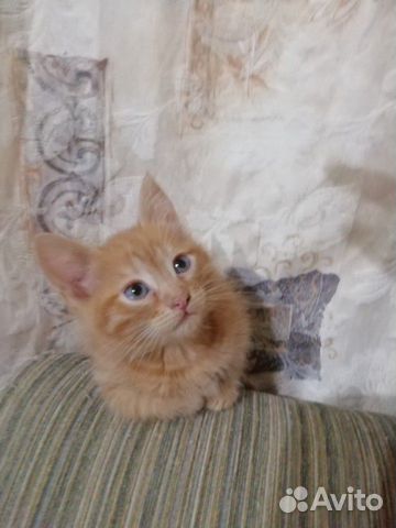 Котик от 26 августа