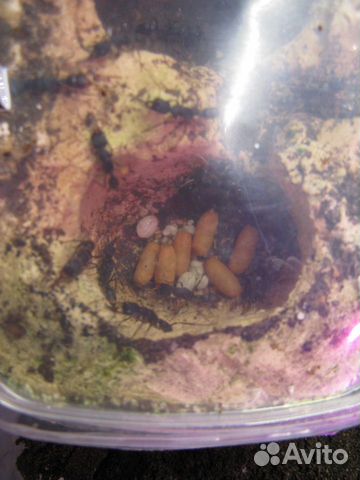 Муравей-бульдог