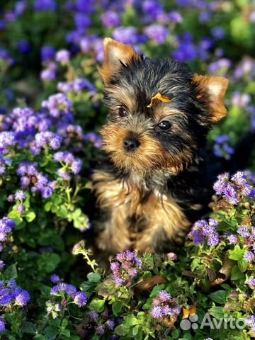 Красотка и красавчик 3мес