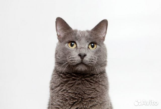 Котэ - благородный котик