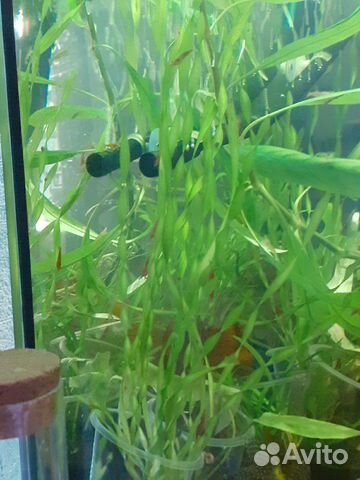 Аквариумные креветки