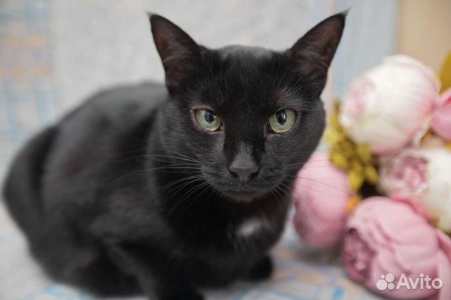 Кошка Шаня, домашний приют