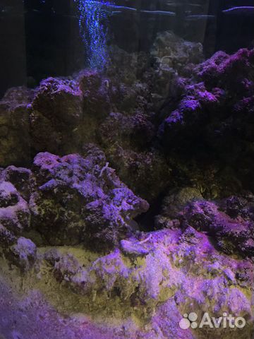 Живой камень для морского аквариума