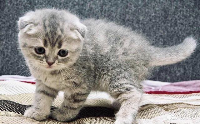 Шотландские плюшевые мишки