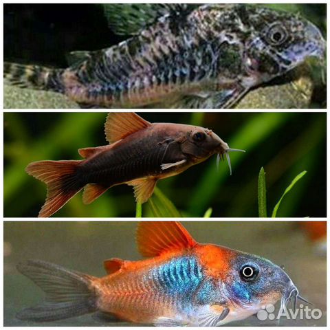 Коридорасы крупные разные