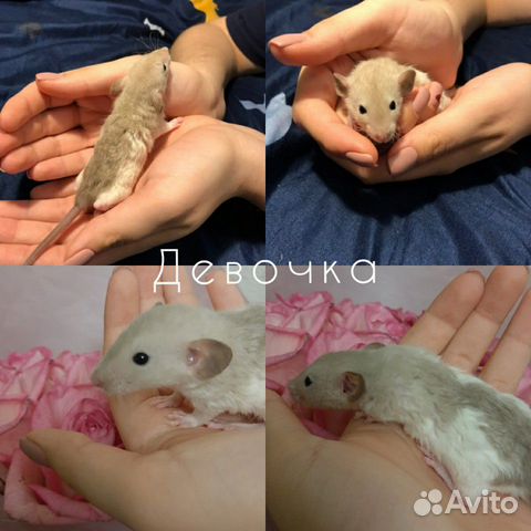 Милые крысята