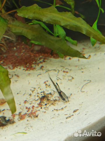 Продам рыбок