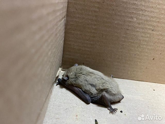 Летучая мышь