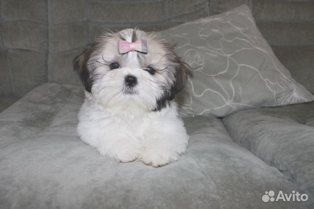 Ши-тцу малыши