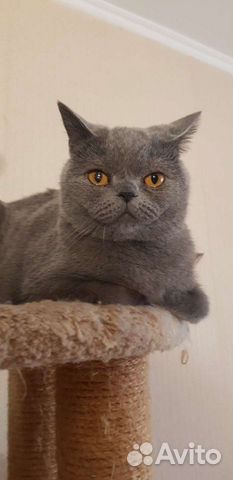 Ласковый британский котик Шуршик 1год привит, каст