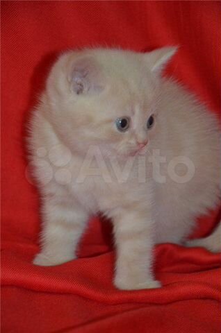 Шотландский котик