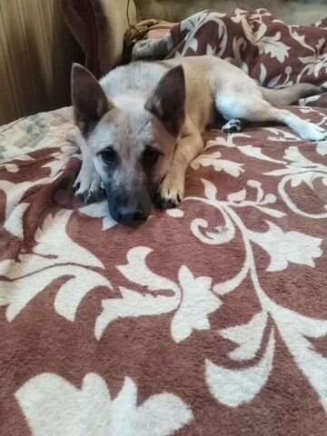 Девочка Сирена