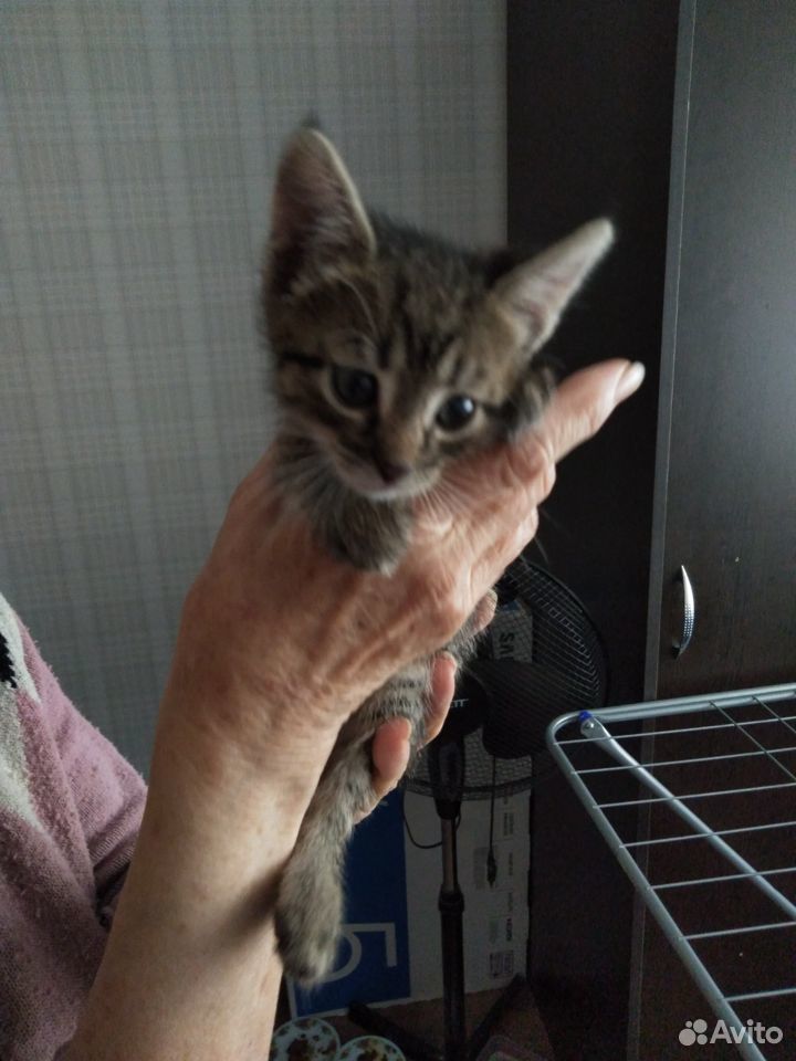 Котенок в добрые руки