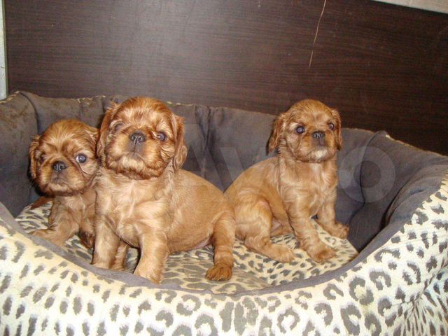 Кинг чарльз