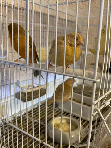 Канарейки немецкие птенцы