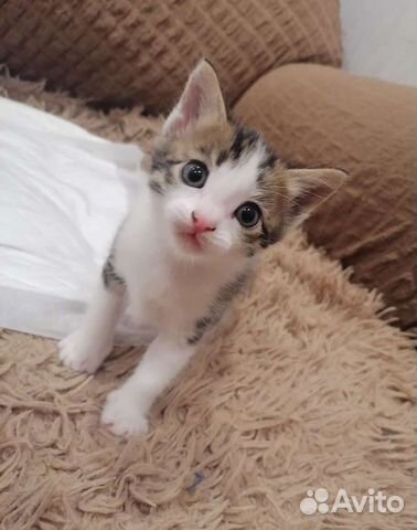 Котенок курильского бобтейла