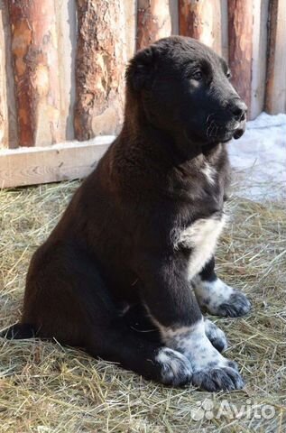 Среднеазиатская овчарка