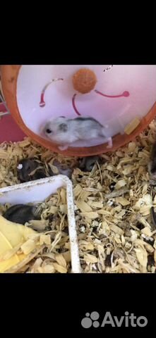 Джунгарский хомяк с клеткой