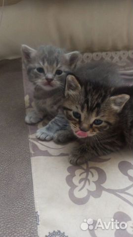 Котята 2 мальчика. 1,5 месяца. Нужен дом