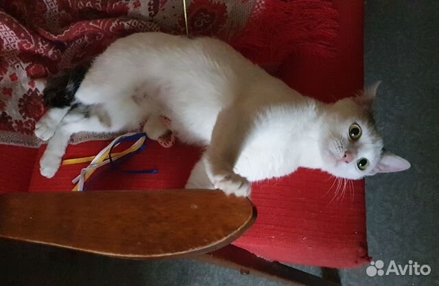 Ласковая и доверчивая кошечка