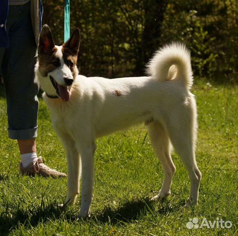 Зак - красавчик, типаж лайки в добрые руки