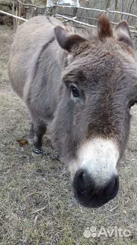 Хряк ламина