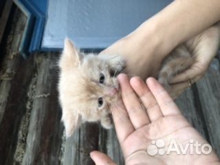 Кошка и котята в дар бесплатно