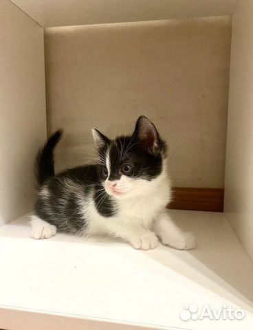 Котята