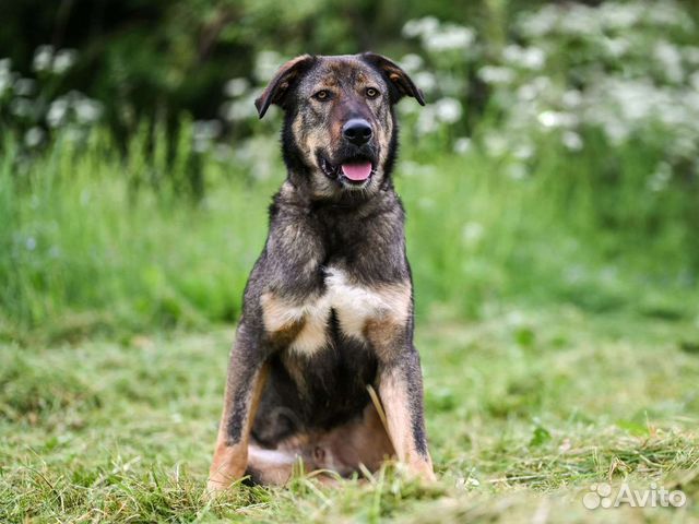 Крупный метис овчарки Пунш