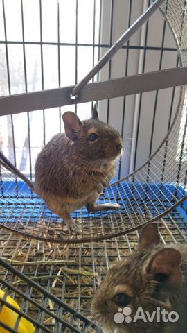 Белки Дегу 2 мальчика 7-8 месяцев