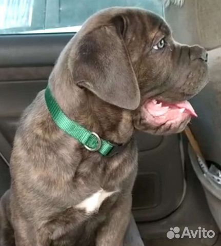 Мальчик кане корсо